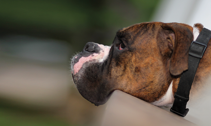 Ventricular Tachycardia in a Dog: Treatment, Outcome