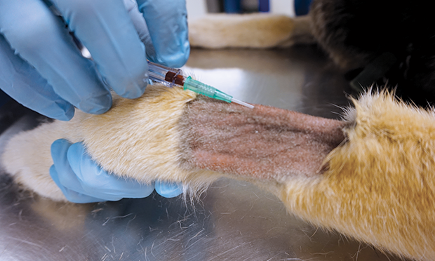 Step-by-Step: Peripheral Catheter Placement