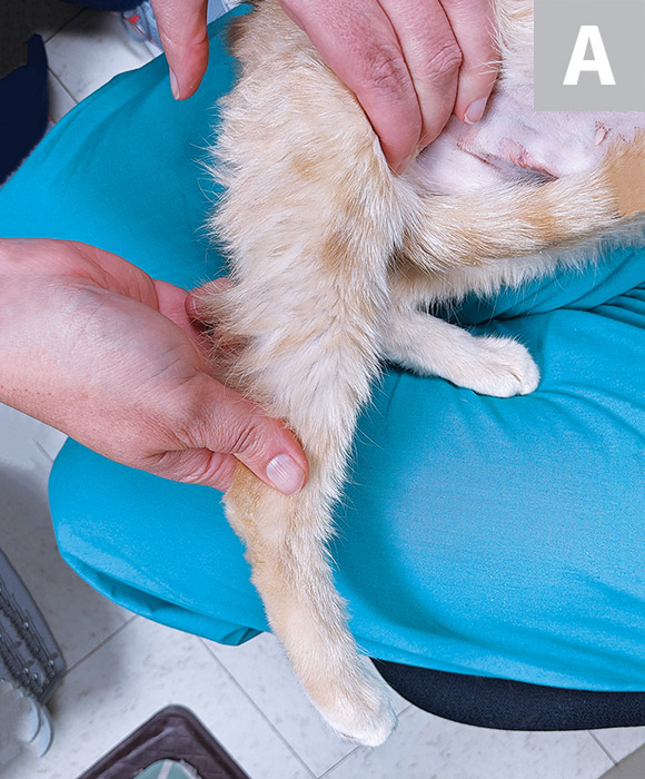 Feline Orthopedic Examination | Clinician's Brief
