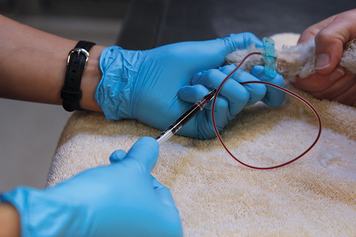 Top 5 Tips for Diagnostic Blood Collection | Clinician's Brief