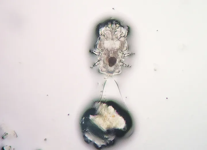 Clinical Image: Rabbit Skin Scrape