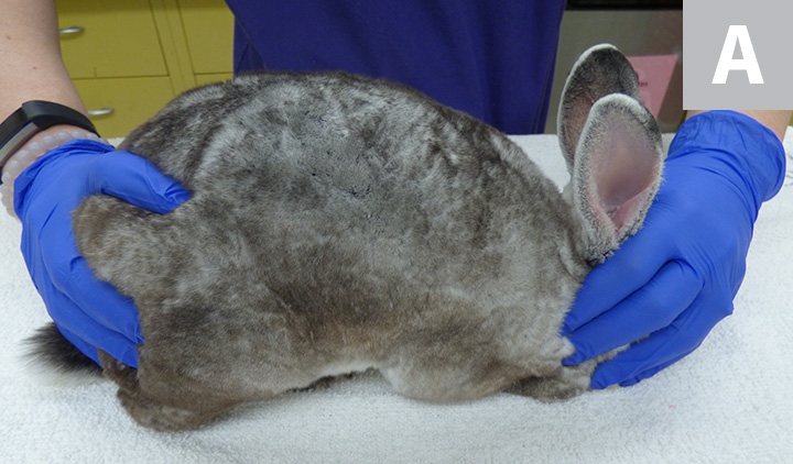 Small Mammal Restraint Techniques | Clinician's Brief