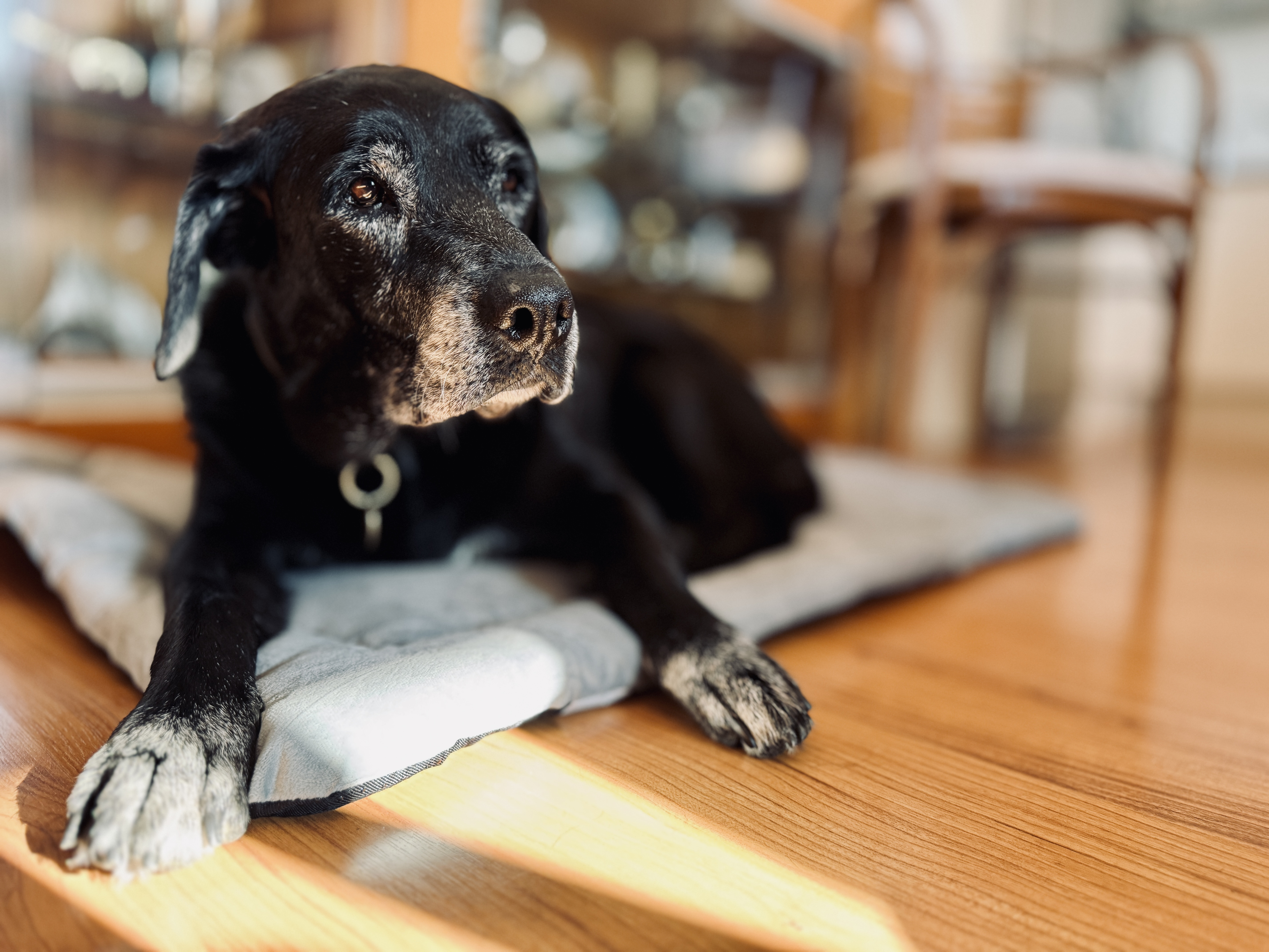 Quiz: Canine Cognitive Dysfunction