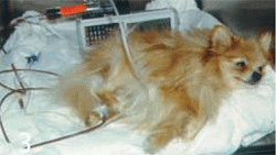 Treatment of Canine Primary Immune-Mediated Hemolytic Anemia ...