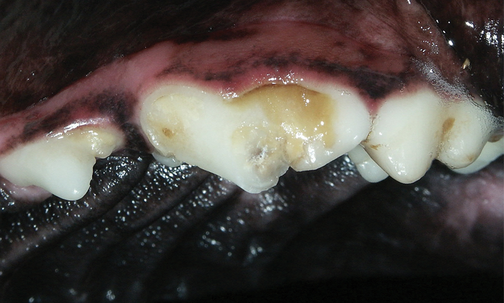 Top 5 Methods for Assessing Tooth Vitality in Veterinary Patients
