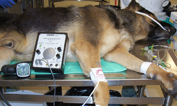 Noninvasive Blood Pressure Monitoring: A Review