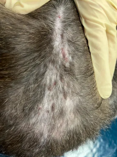 How to Diagnose & Treat Feline Atopic Skin Syndrome (FASS)