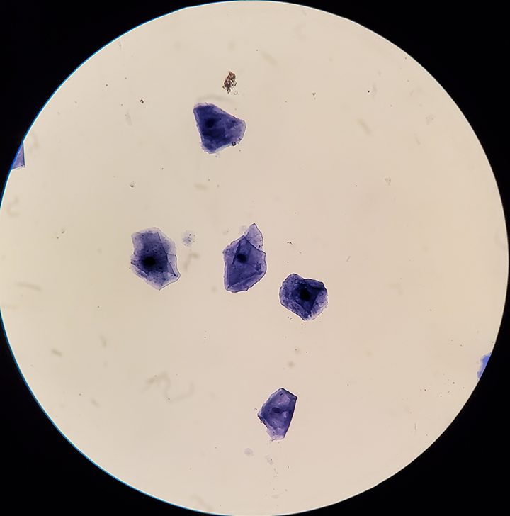 Vaginal Discharge in Intact Dogs | Clinician's Brief