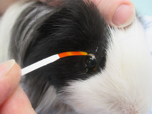 Corneal Ulceration in the Guinea Pig | Clinician's Brief