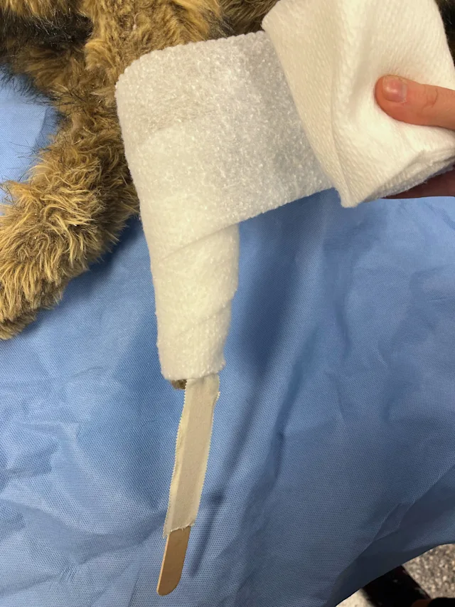 Application of a Modified Robert Jones Bandage in Dogs & Cats