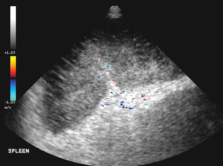 Top 5 Causes of Splenomegaly in Dogs | Clinician's Brief