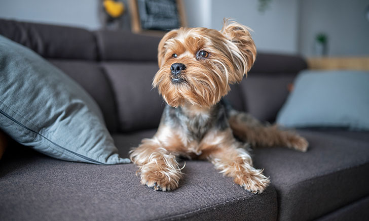 Quiz: Acute Pancreatitis in Dogs