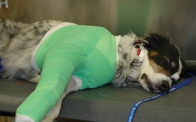 Clinical Image: Spica Splint