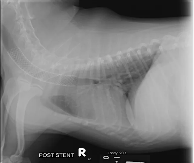 Tracheal Collapse in Dogs: Complete Guide | Clinician's Brief
