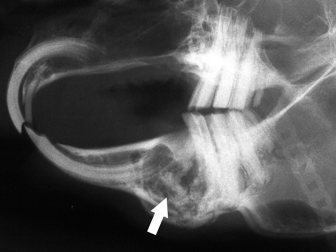 How to Treat Periapical Mandibular Abscess in Rabbits