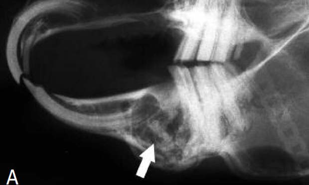 Surgical Treatment of Periapical Mandibular Abscess in Rabbits
