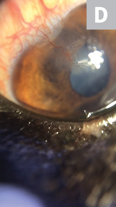 Smartphone Technology in Clinical Ophthalmology | Clinician's Brief