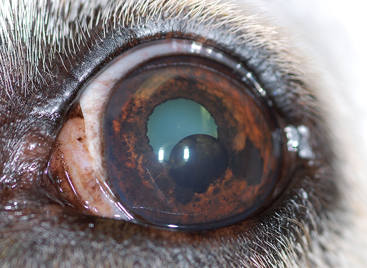 Eye Color Change in a Dog