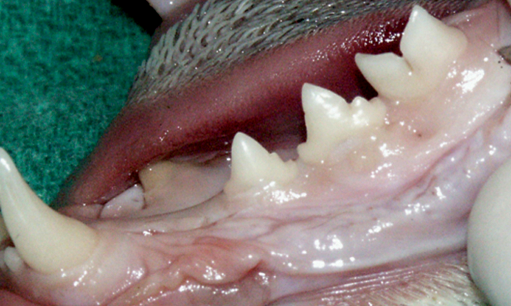 Mandibular Extractions in Cats | Clinician's Brief