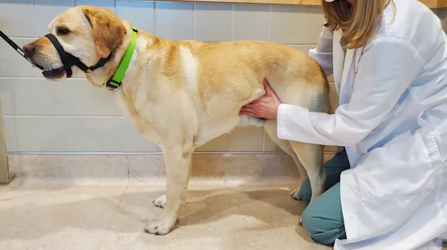 Step-by-Step Guide to Abdominal Exams in Dogs & Cats