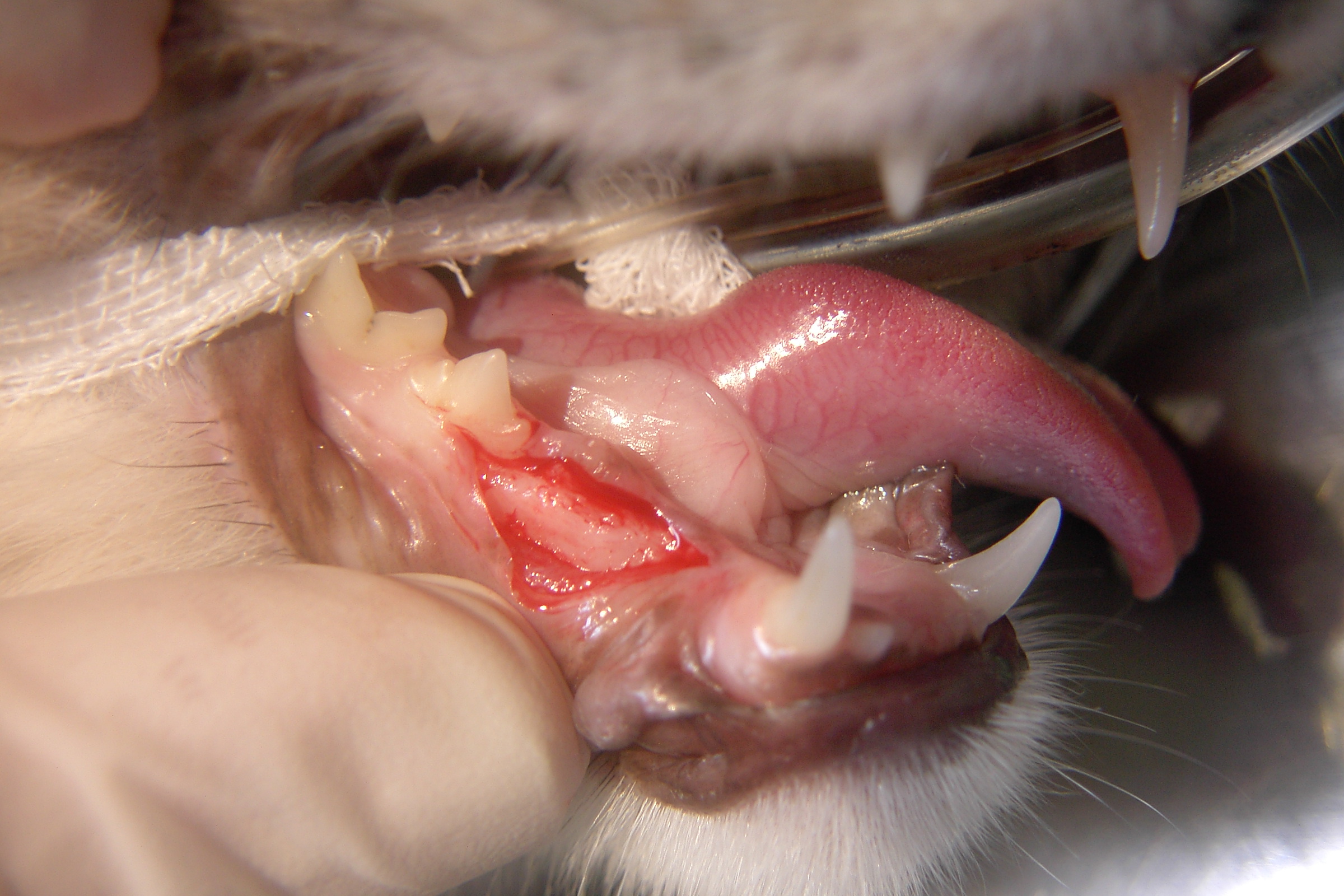 Extraction of Retained Premolar Root: Step-by-Step Guide