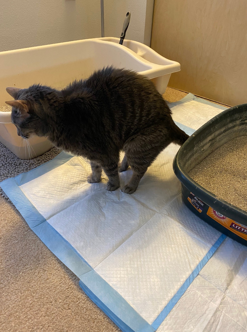 Clinical Image: What Disorder Does This Cat Most Likely Have?