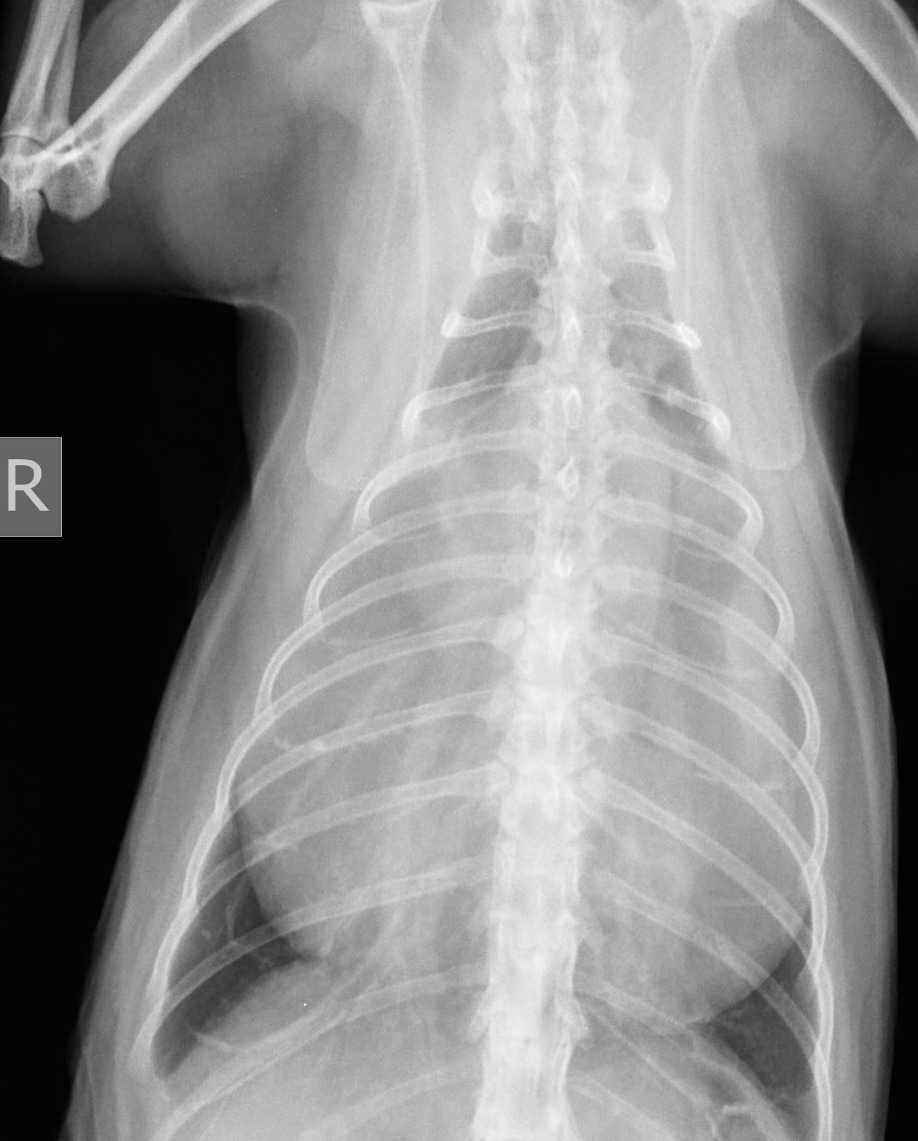 Clinical Image: What Is Causing Tachypnea In This Cat?