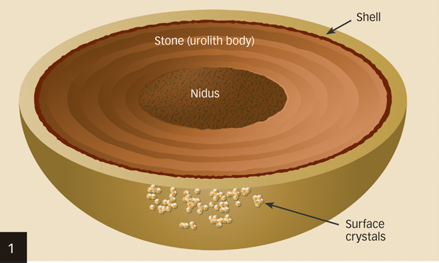 Urolithiasis in Dogs & Cats: Signs, Diagnosis, & Treatment | [site:name]