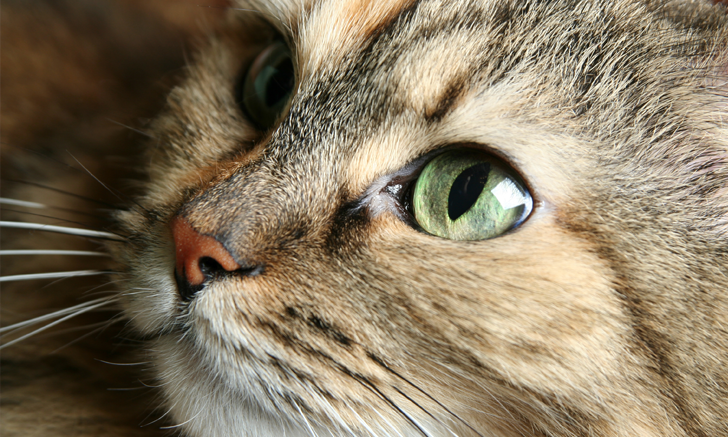 Ophthalmic Screening for Systemic Hypertension in Cats