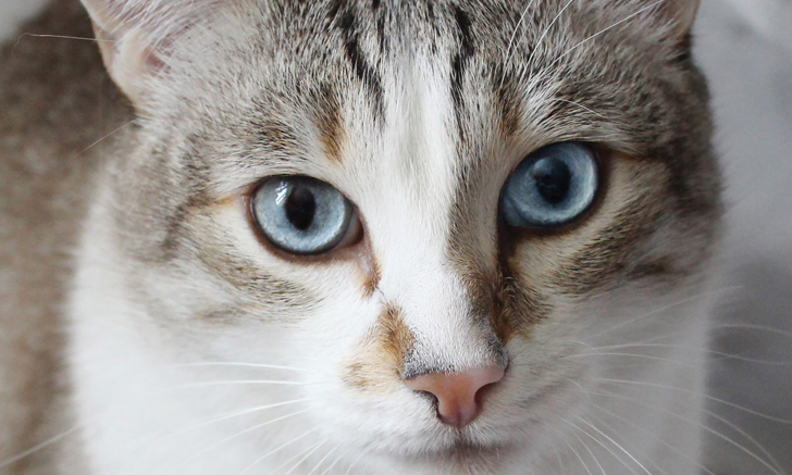 Tritrichomonas foetus Infection in Cats: Diagnosis, Treatment