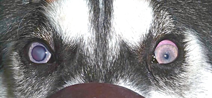 Image Gallery: Anisocoria | Clinician's Brief