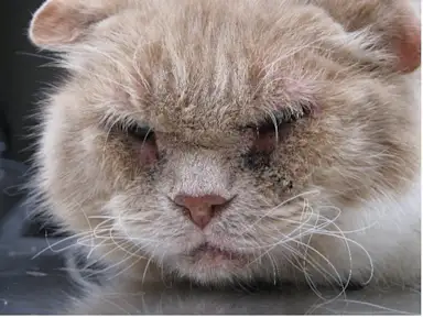 Scaling & Crusting Skin Disease in Veterinary Patients