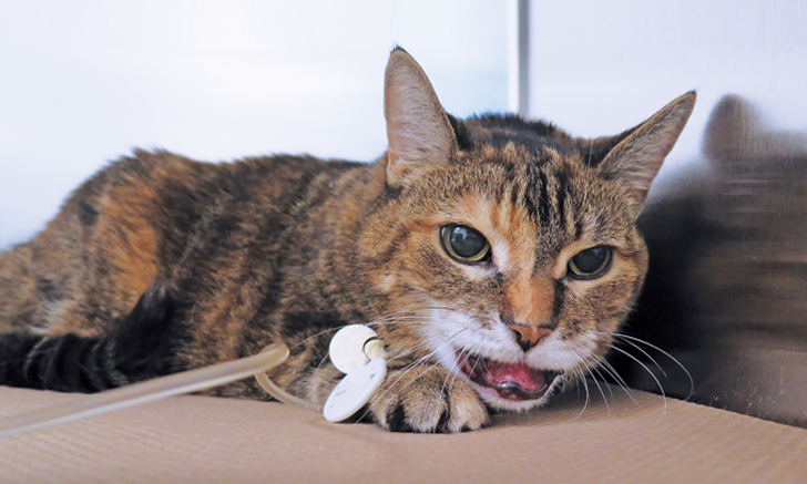 Palliative Management of Cancer Pain in a Geriatric Cat