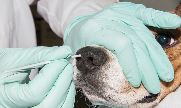 Using Nasal Swabs to Detect Canine Influenza Virus