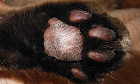 Clinical Image: Identify This Condition