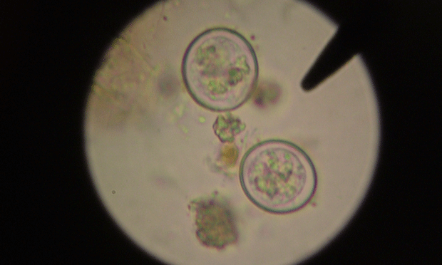 Differentiation of Reptilian Parasites & Pseudoparasites