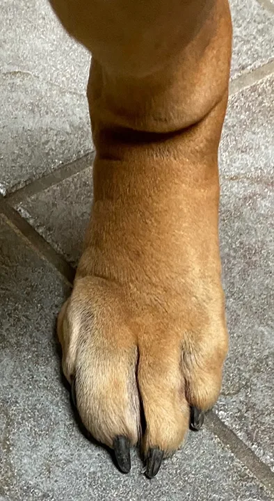 Blastomycosis in an Intact Male Dog | Clinician's Brief