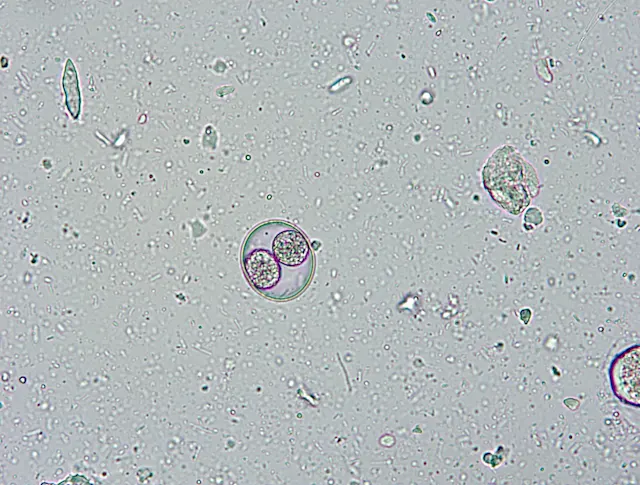 Common Protozoan Parasites in Dogs & Cats: Image Gallery