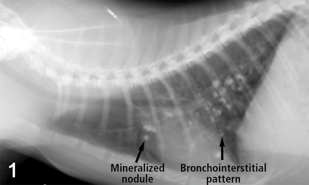 Feline Chronic Respiratory Disease