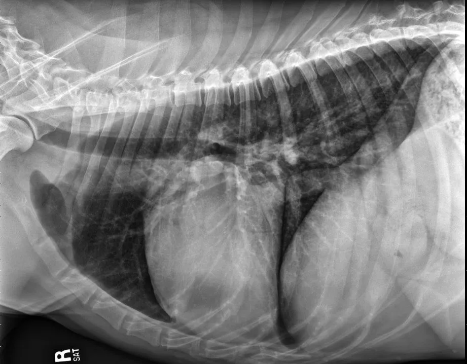 Heart Evaluation on Thoracic Radiographs in Dogs: Guide