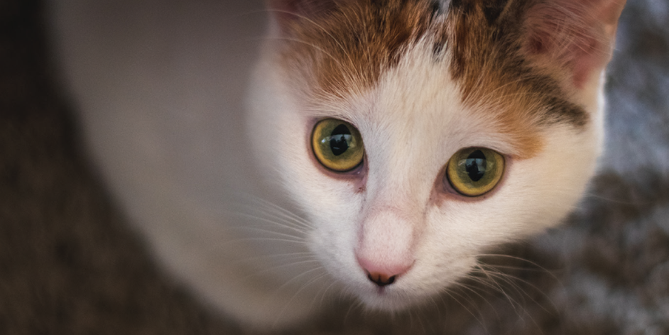 Pet Owner Handout: Identifying & Managing Osteoarthritis in Your Cat