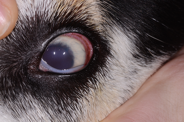 Primary Glaucoma in a Siberian Husky | Clinician's Brief
