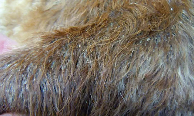 Canine Sebaceous Adenitis