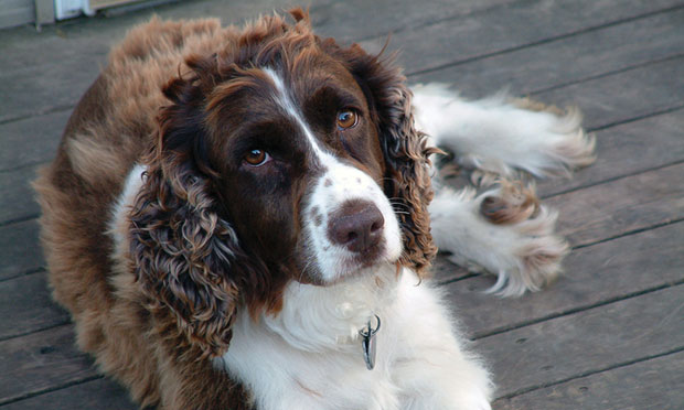 Treating Canine Immune-Mediated Polyarthritis (IMPA)
