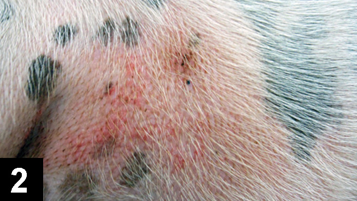 Top 5 Sun-Induced Skin Lesions in Dogs | Clinician's Brief