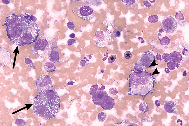 Histiocytes Cytology Dog