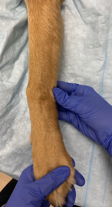 Identifying Canine Front Leg Lameness on Orthopedic Exam