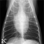 Interpreting Small Animal Thoracic Radiographs | Clinician's Brief