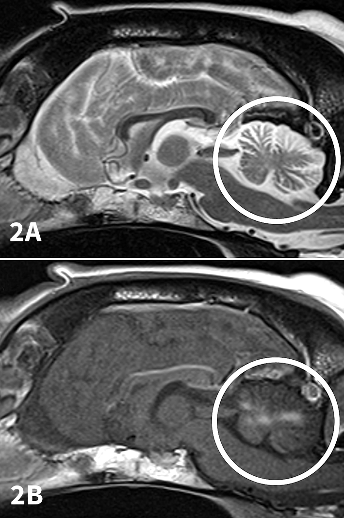 Progressive Cerebellar Ataxia in an Adult Dog | Clinician's Brief