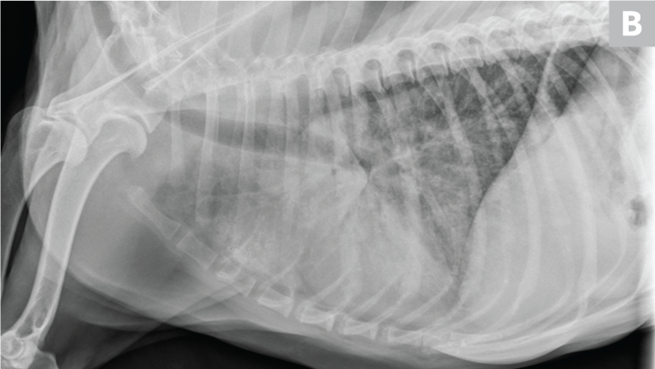 Common Pulmonary Diseases in Dogs | Clinician's Brief